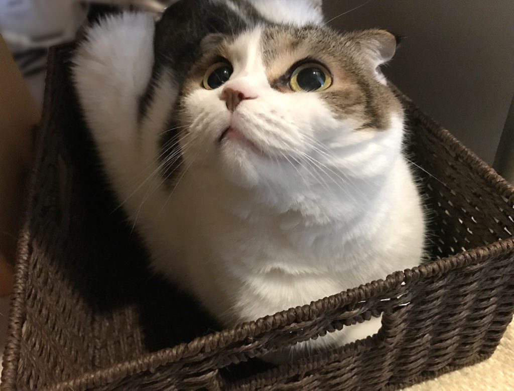 Another Look At Masahiro Sakurai’s Incredible Game Collection - My ...